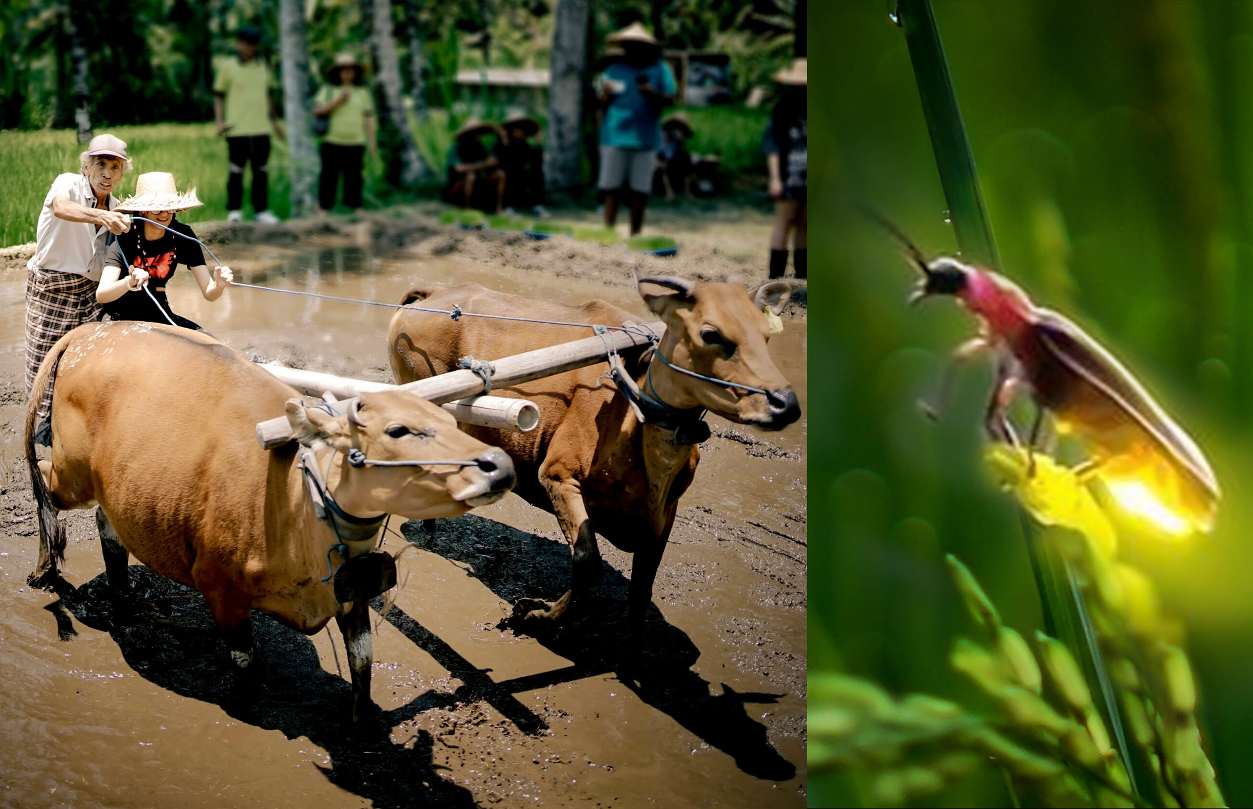 Home - Pemulan Bali Farm Cooking School